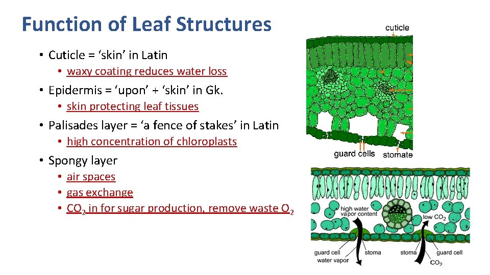 Photosynthesis Energy balance of Respiration and Photosynthesis Completely