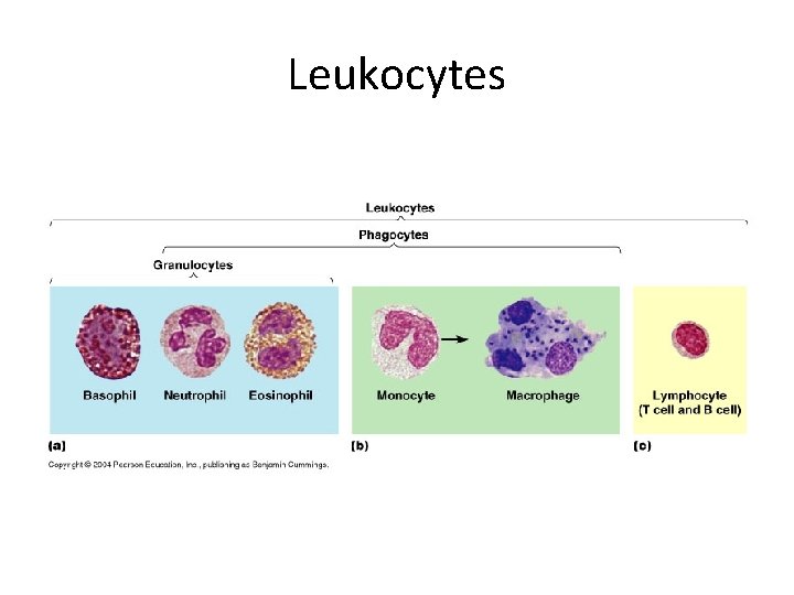 SBI 3 U Blood Components of the Circulatory