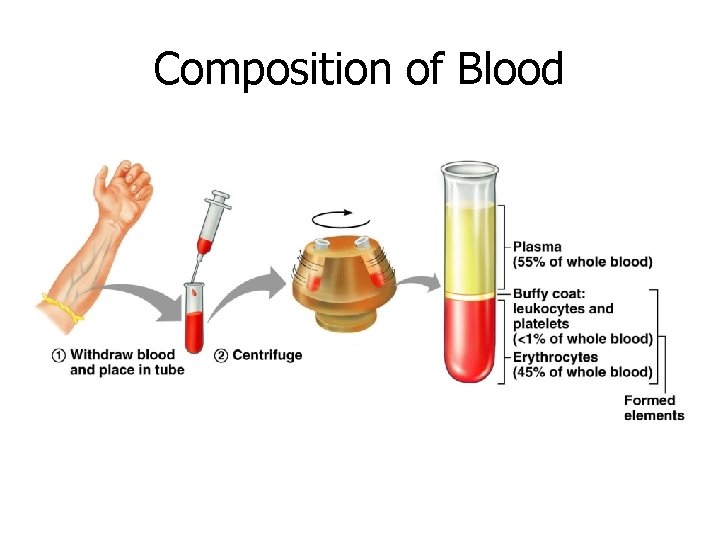 SBI 3 U Blood Components of the Circulatory