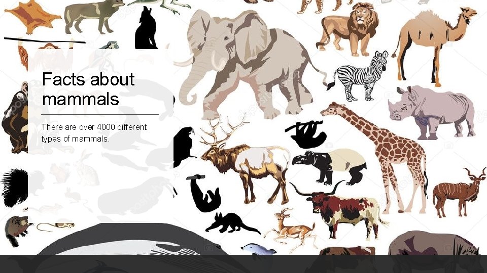 Mammals INTRODUCTION BY MARK What is a mammal