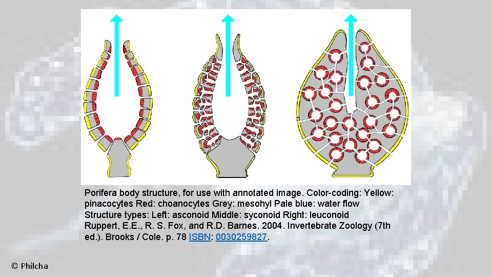 Origin of Metazoans and Topology of the Animal
