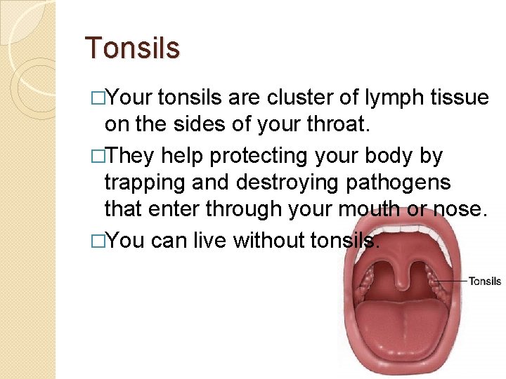 The Lymphatic System Isabel Marrero Rivera And Christian