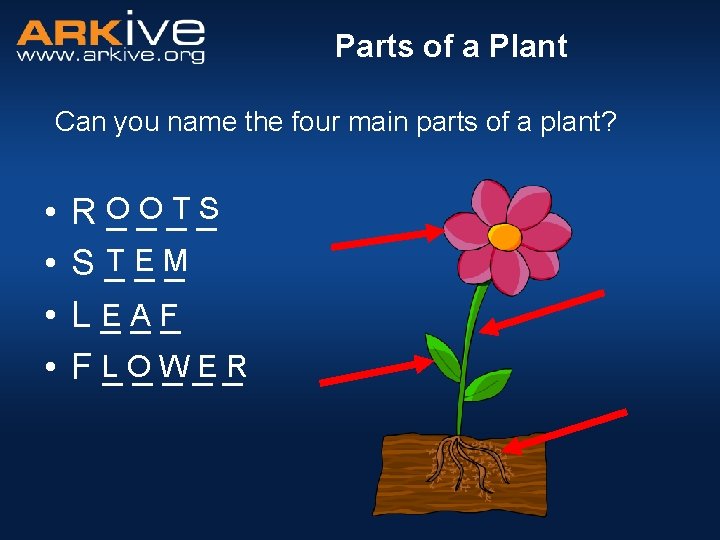 Plants What do plants need to grow Parts