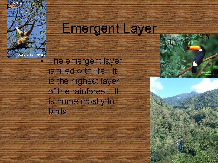 Rainforest A Trip to the Tropical By Athena