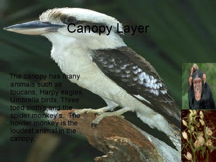 Rainforest A Trip to the Tropical By Athena