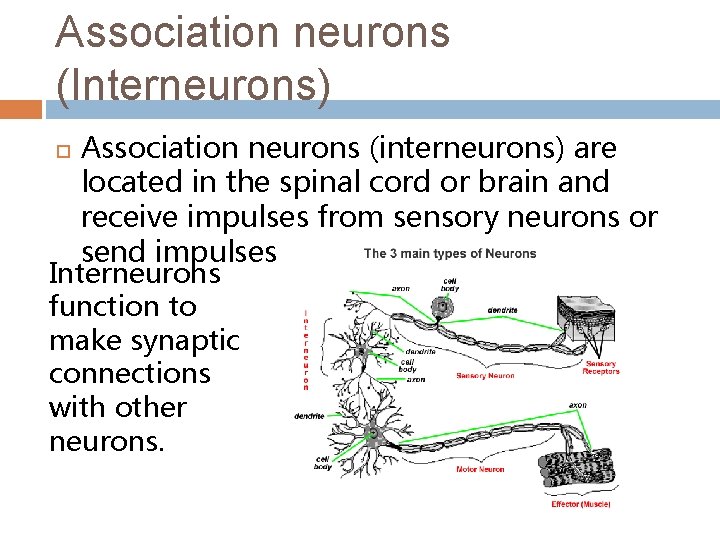 AP BIOLOGY ANIMAL FORM AND FUNCTION Nervous System