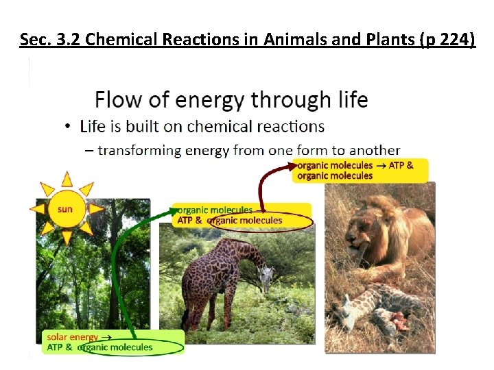 Sec 3 2 Chemical Reactions in Animals and