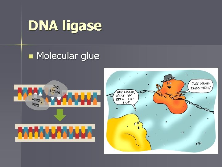 GENETIC ENGINEERING Genetic engineering includes a set of