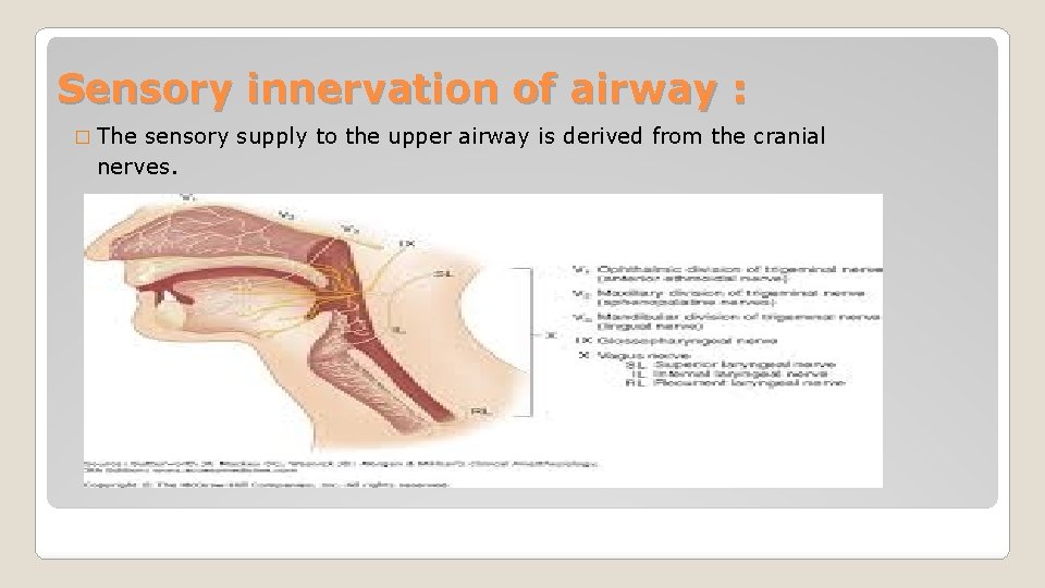 ANATOMY OF AIRWAY AND INTUBATION NOUR GHNAIMAT Objectives