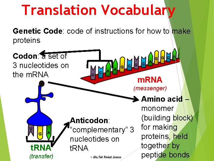 Unit 5 Protein Synthesis Protein Synthesis The process