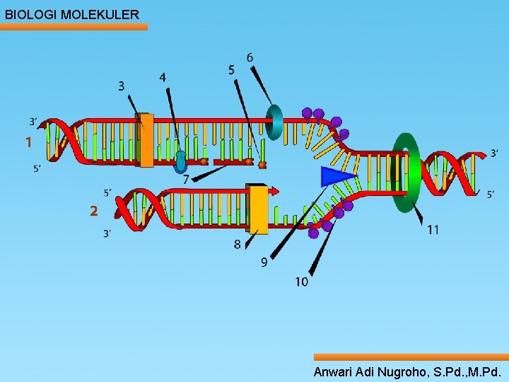 BIOLOGI MOLEKULER DOGMA SENTRAL GENETIK Anwari Adi Nugroho
