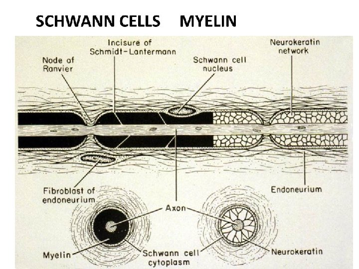 Rough Endoplasmic Reticulum and Polysomes Slide 148 Commercial