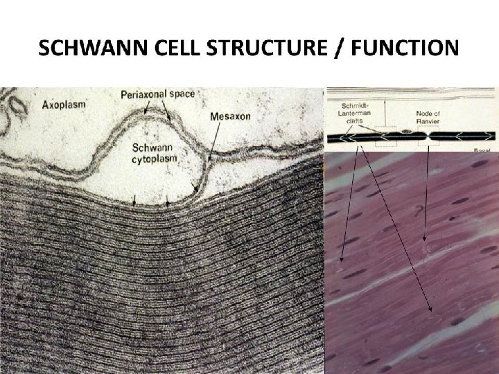 Rough Endoplasmic Reticulum and Polysomes Slide 148 Commercial