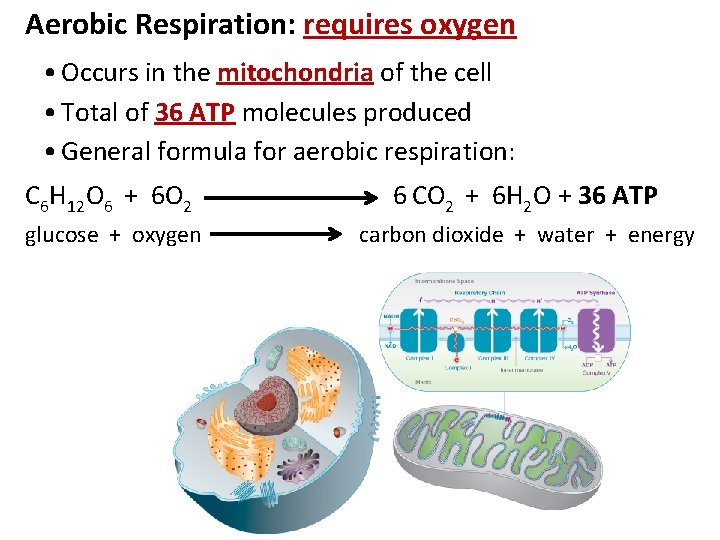 Cellular Respiration Cellular Respiration n Living things get