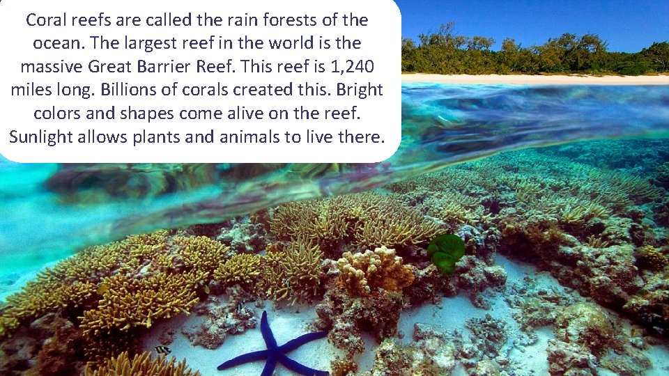 Life Underwater The Coral Reef and The Deep
