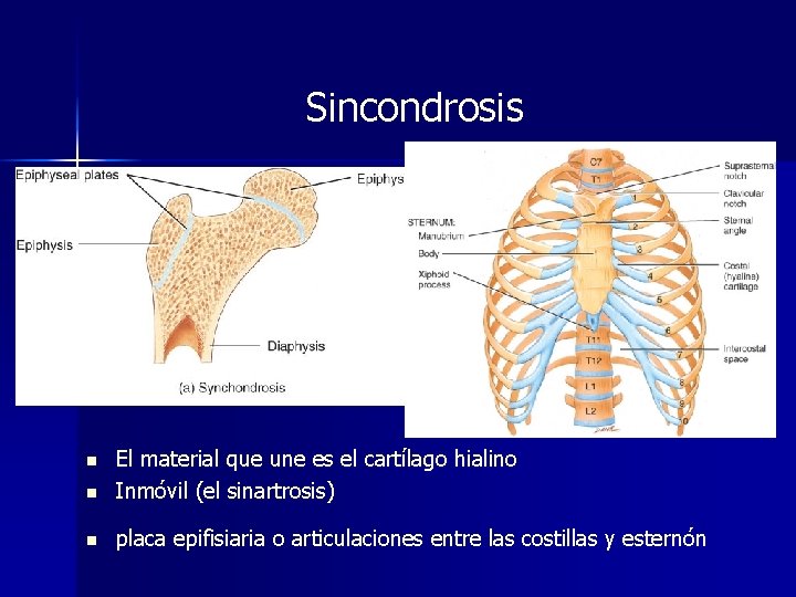 ARTICULACIONES UDI MORFOLOGIA TRONCO COMN INTRODUCCIN Una juntura
