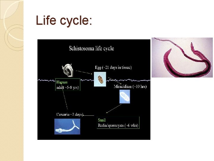 TREMATODES Flukes Common features They are flat provided