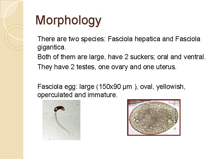 TREMATODES Flukes Common features They are flat provided