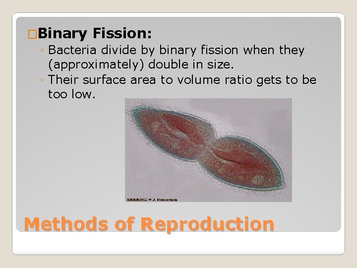 Bacterial Growth and Reproduction If bacteria are capable