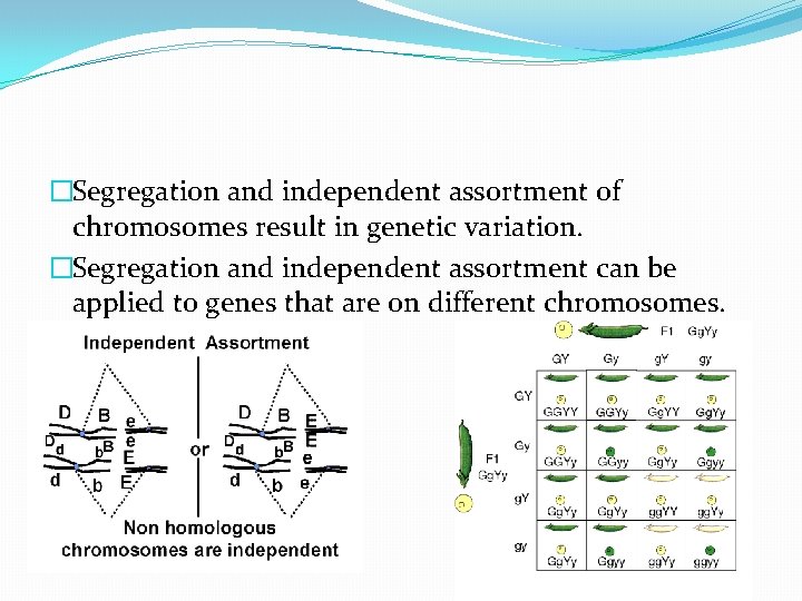 Essential knowledge 3 A 3 The chromosomal basis
