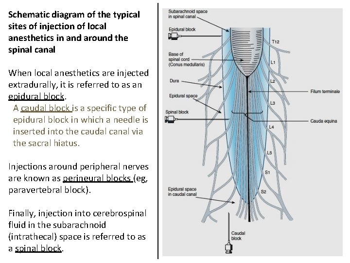 Local anesthetics DR FATIMAH ALMAHASNEH DEPARTMENT OF BASIC
