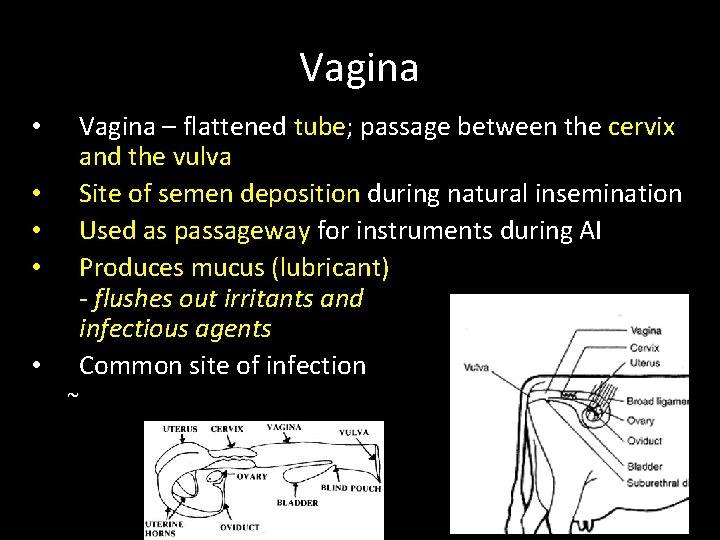 Bovine Reproductive Anatomy Case Study The Nymphomaniac Cow
