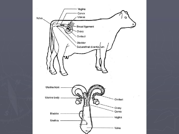 Bovine Reproductive Anatomy Case Study The Nymphomaniac Cow