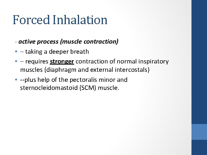 Respiratory System The Mechanics of Breathing Breathing also