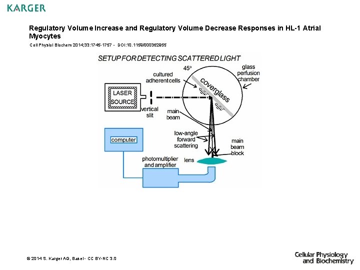 Regulatory Volume Increase And Regulatory Volume Decrease Responses 8686