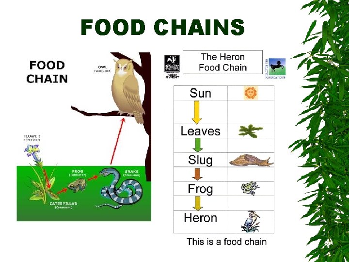 Ecosystems Ecosystem All the living organisms and their