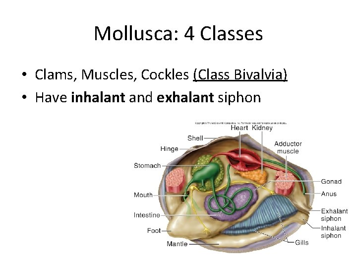 Monday March 5 th Coelomate Invertebrates Mollusca Snails
