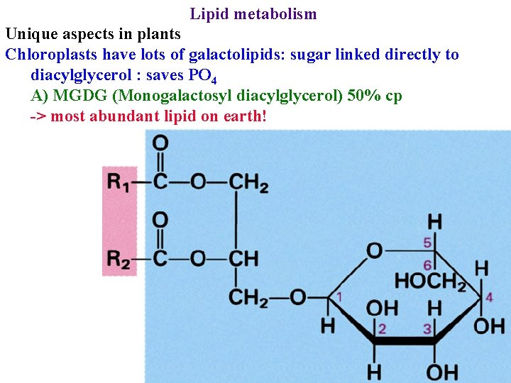 Lipid metabolism Most are glycerolipids fatty acids bonded