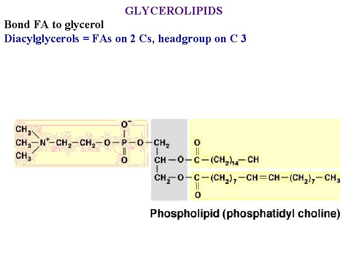 Lipid metabolism Most are glycerolipids fatty acids bonded