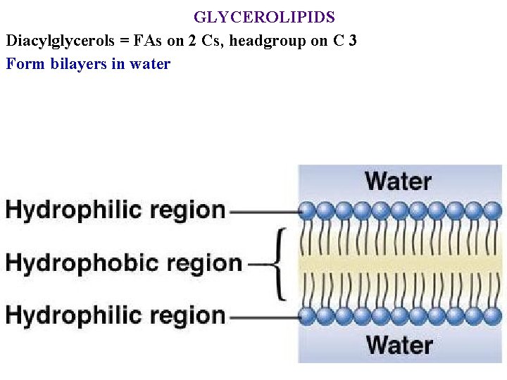 Lipid metabolism Most are glycerolipids fatty acids bonded