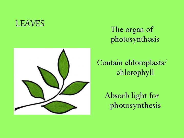 LEAVES The organ of photosynthesis Contain chloroplasts chlorophyll