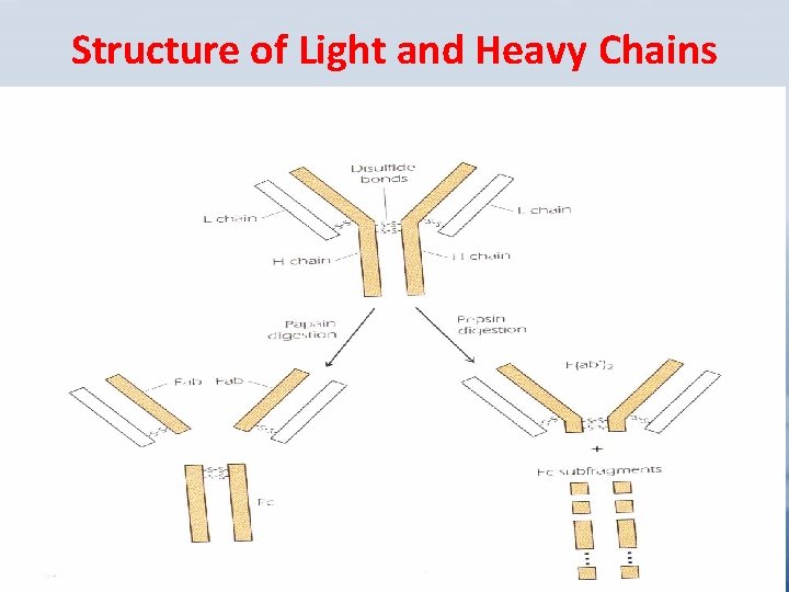 Antibody Structure and Function Immunoglobulins are expressed as