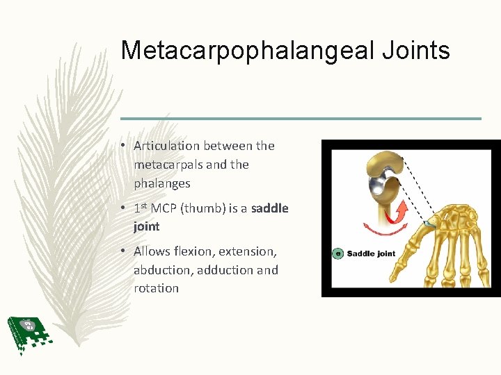 JOINTS MUSCULAR ANATOMY Hand Wrist Muscular Anatomy WritePairShare