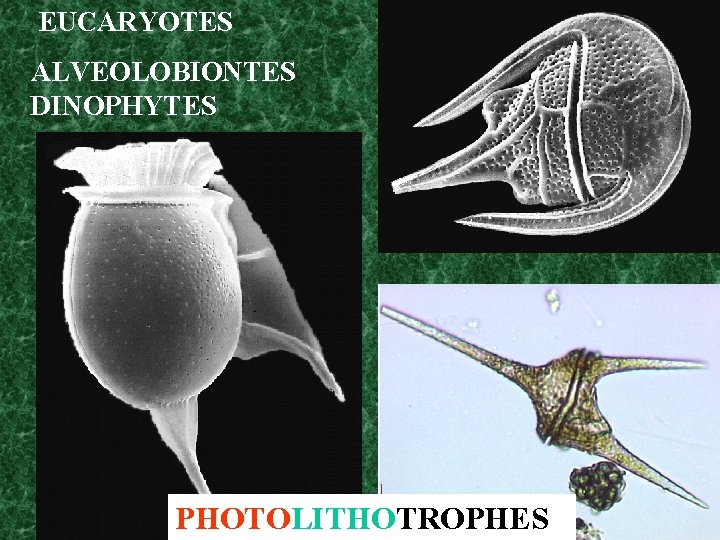 LA DIVERSITE DES TYPES TROPHIQUES DES MICROORGANISMES DIATOMEES