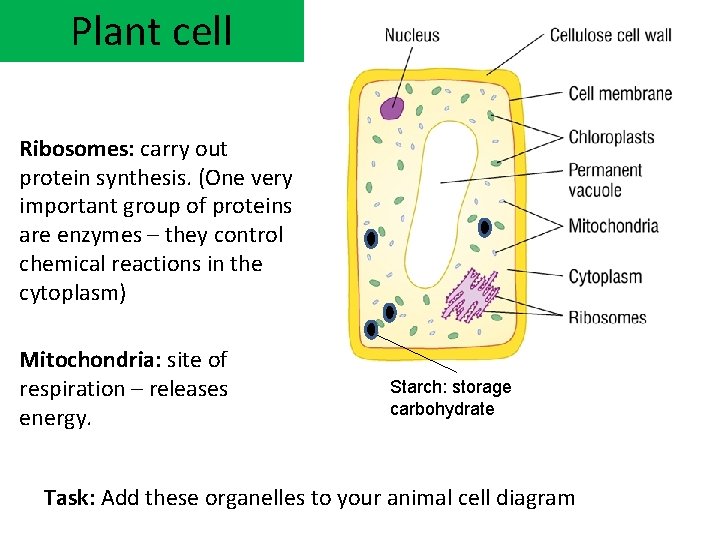 Plant cell Learning objectives Recall the levels of