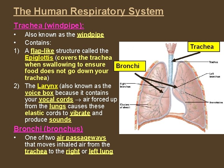 The Respiratory System A breath of fresh air