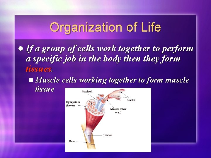 Organization of Life Tissue Types Organization of Life