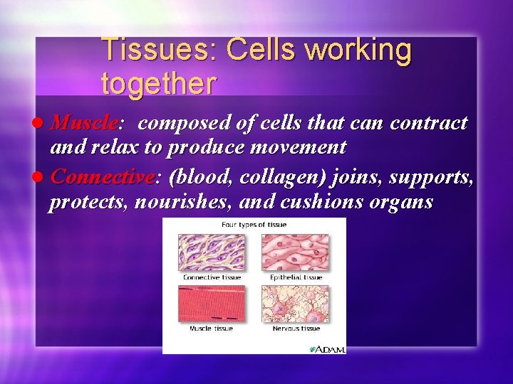 Organization of Life Tissue Types Organization of Life