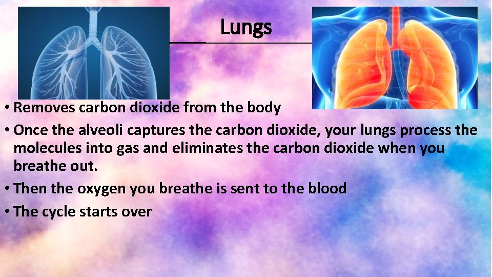 Things You Didnt Know About the Excretory System