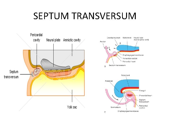 DIAPHRAGM PLEURAL CAVITIES INTRAEMBRYONIC CEOLOM EMBRYONIC BODY CAVITY
