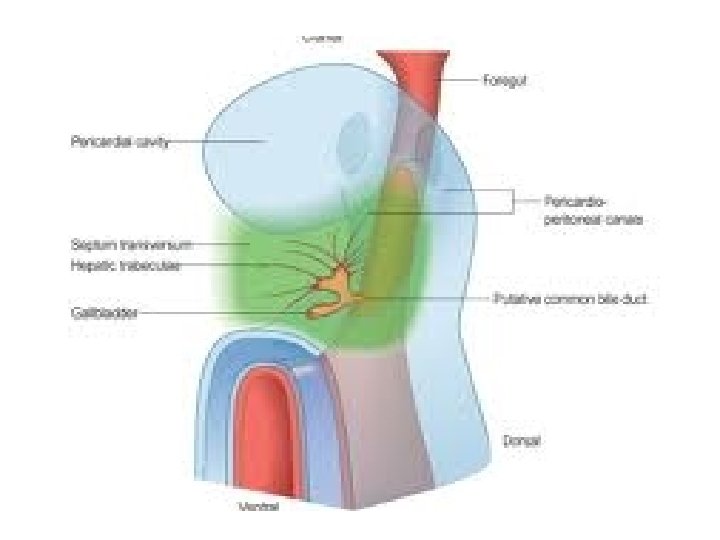 DIAPHRAGM PLEURAL CAVITIES INTRAEMBRYONIC CEOLOM EMBRYONIC BODY CAVITY
