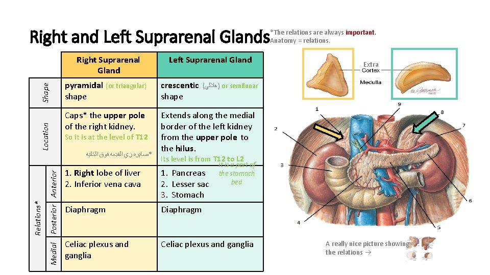 Anatomy of Adrenal Glands Please view our Editing