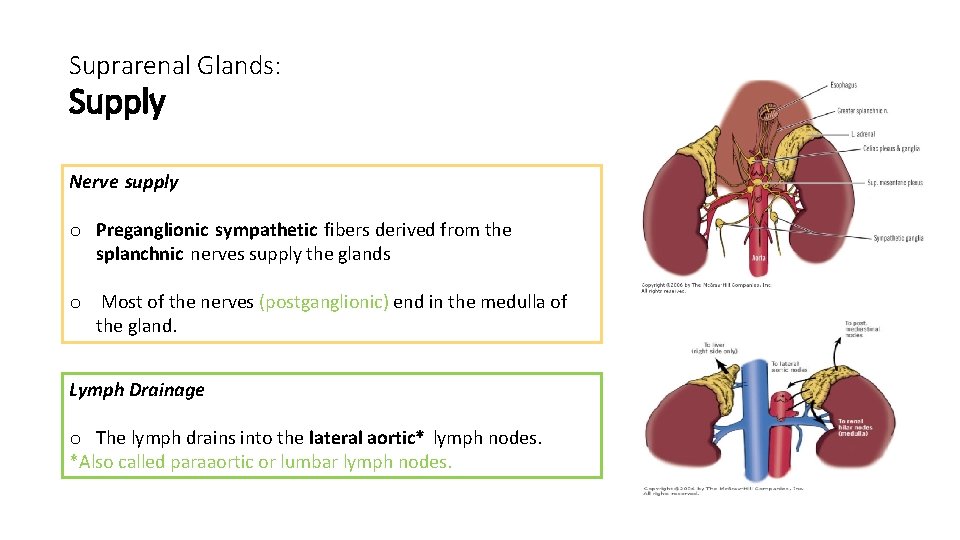 Anatomy of Adrenal Glands Please view our Editing