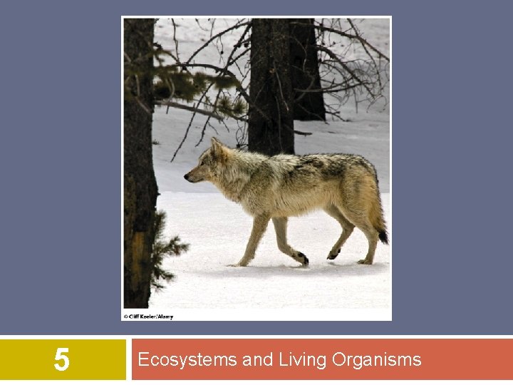 5 Ecosystems and Living Organisms Overview of Chapter