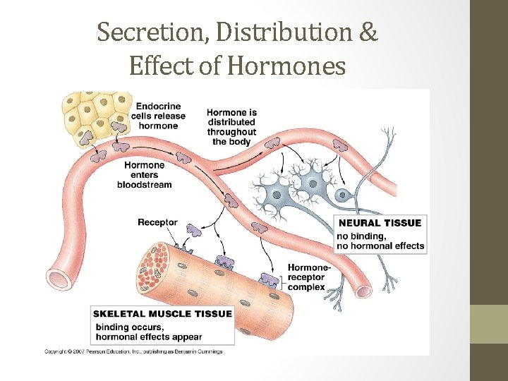 Endocrine System The endocrine system is one of