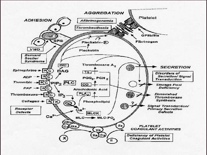 General Approach in Investigation of Haemostasis Platelets aggregation